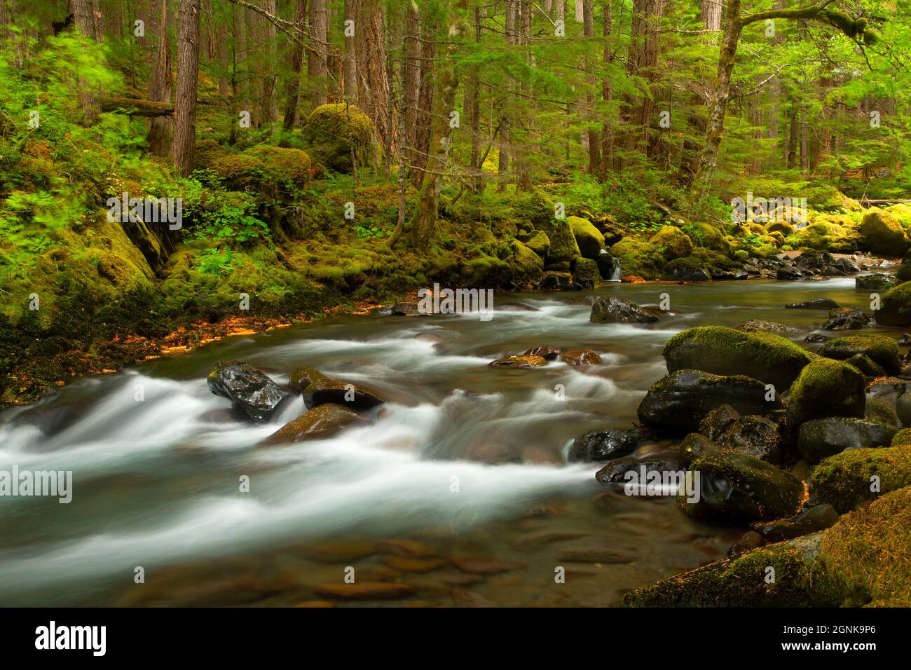 Dungeness River from Upper Dungeness Trail, Olympic National Forest ...
