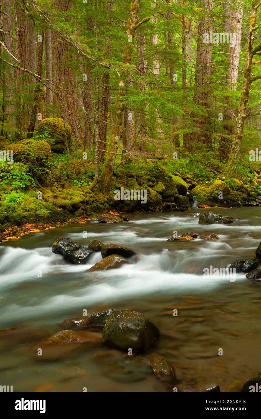 Dungeness River from Upper Dungeness Trail, Olympic National Forest ...