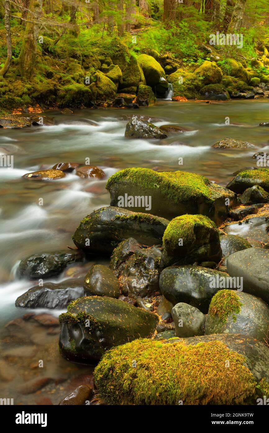 Dungeness River from Upper Dungeness Trail, Olympic National Forest ...