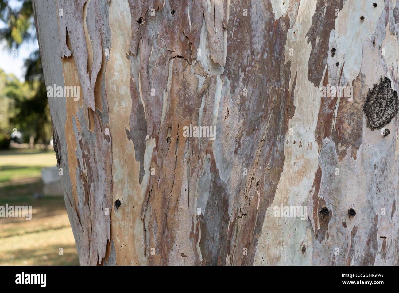 Texture of mature eucalyptus tree trunk Stock Photo - Alamy
