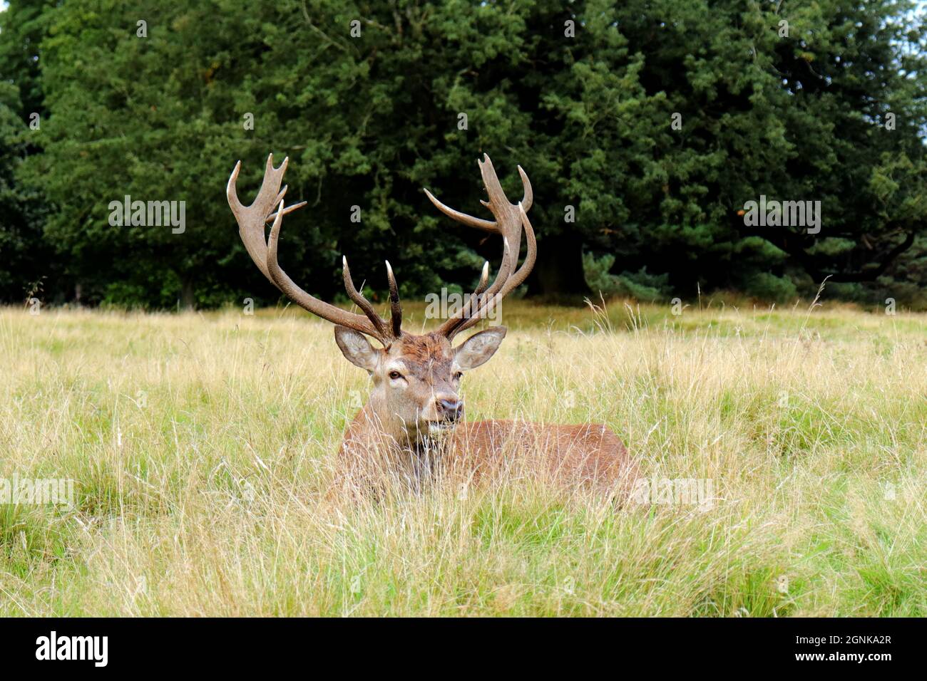Goat stag hi-res stock photography and images - Alamy