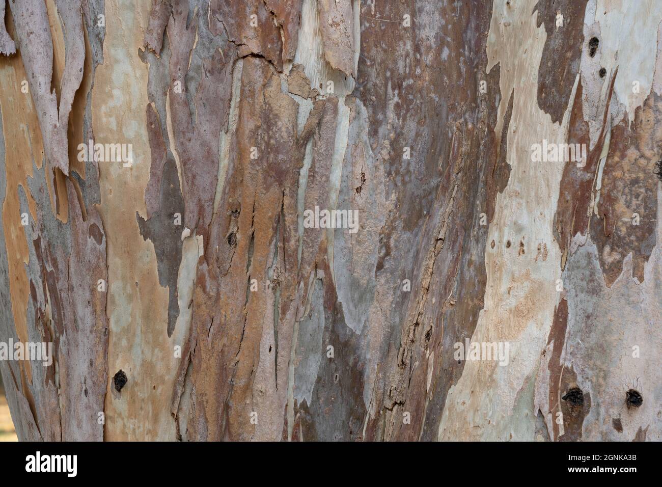 Texture of mature eucalyptus tree trunk Stock Photo - Alamy