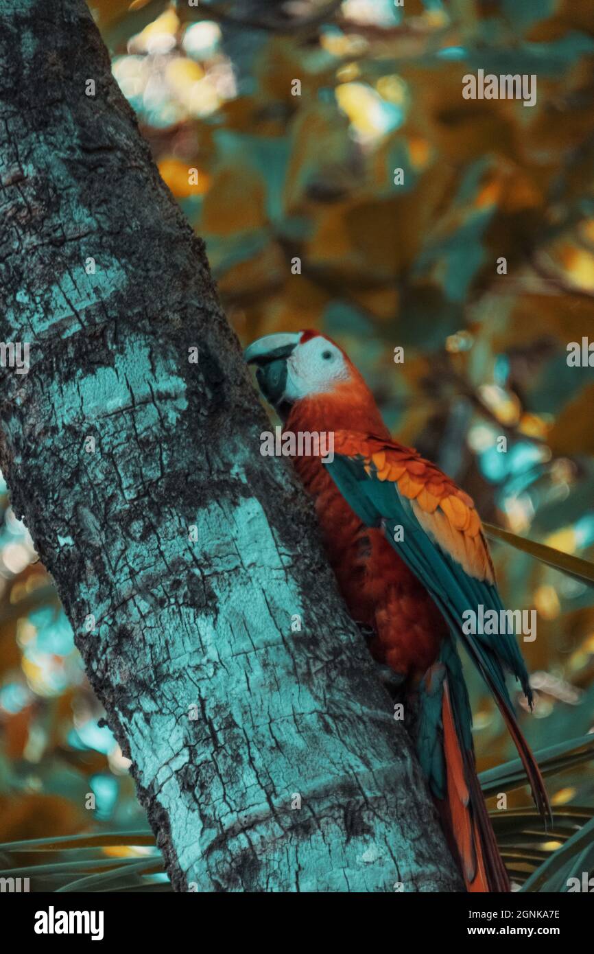 red ara bird Stock Photo - Alamy