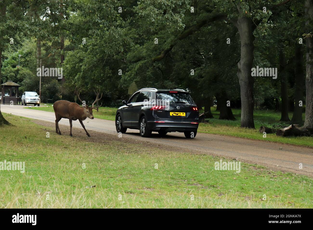 Beautiful young elk near hi-res stock photography and images - Alamy
