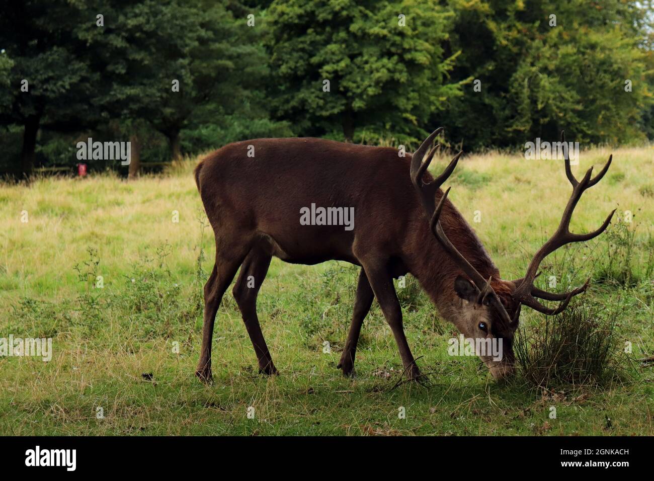 Woodland grazing deer hi-res stock photography and images - Alamy