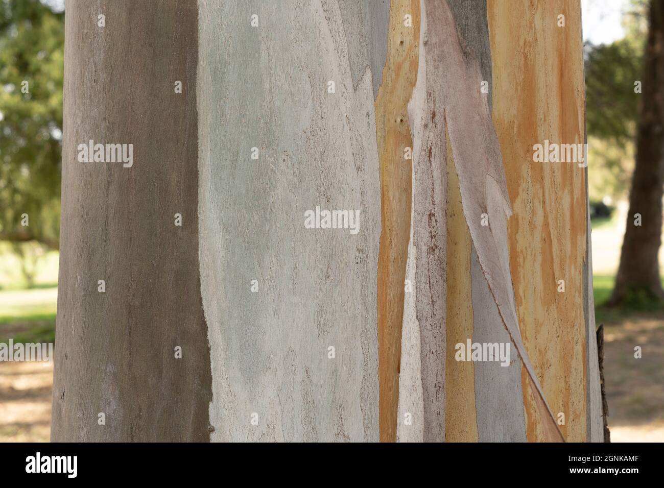 Texture of mature eucalyptus tree trunk Stock Photo - Alamy