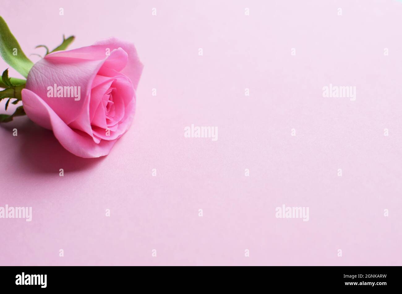 One pink rose on a pink background. Valentine's Day. Copy space Stock ...