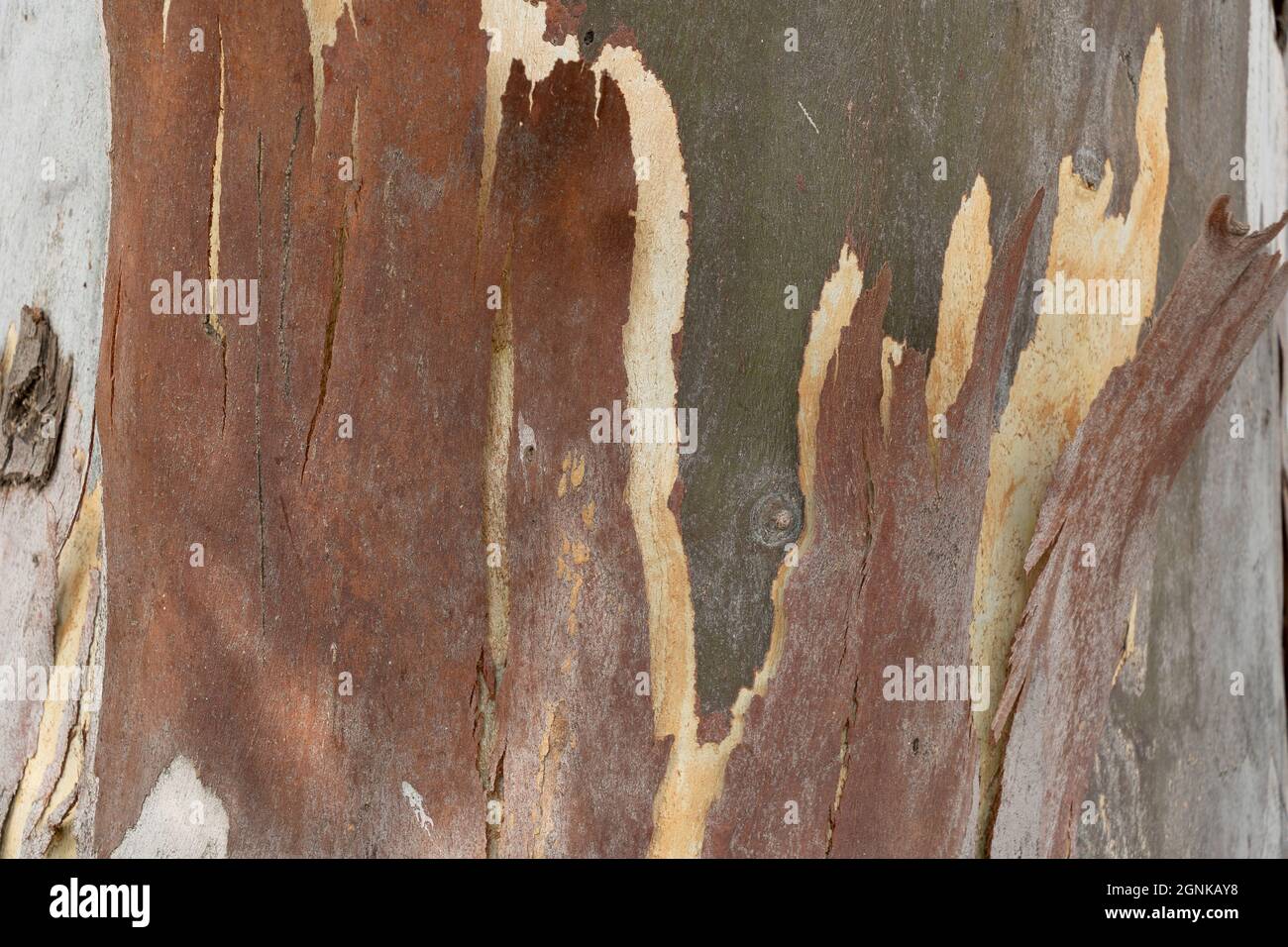 Texture of mature eucalyptus tree trunk Stock Photo - Alamy