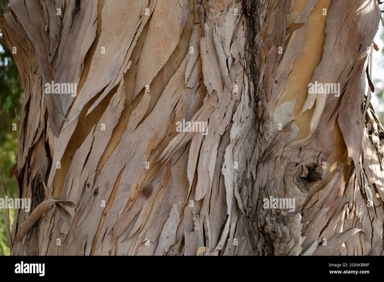 Texture of mature eucalyptus tree trunk Stock Photo - Alamy