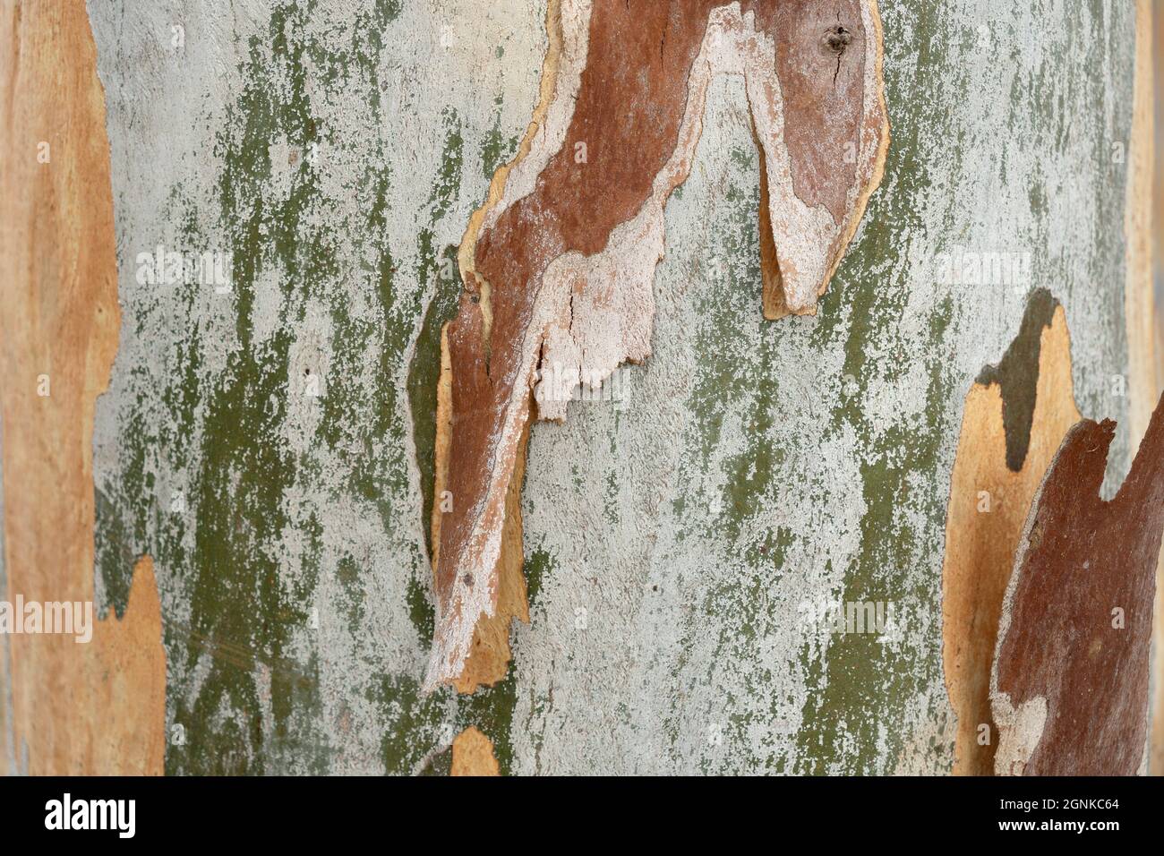 Texture of mature eucalyptus tree trunk Stock Photo - Alamy