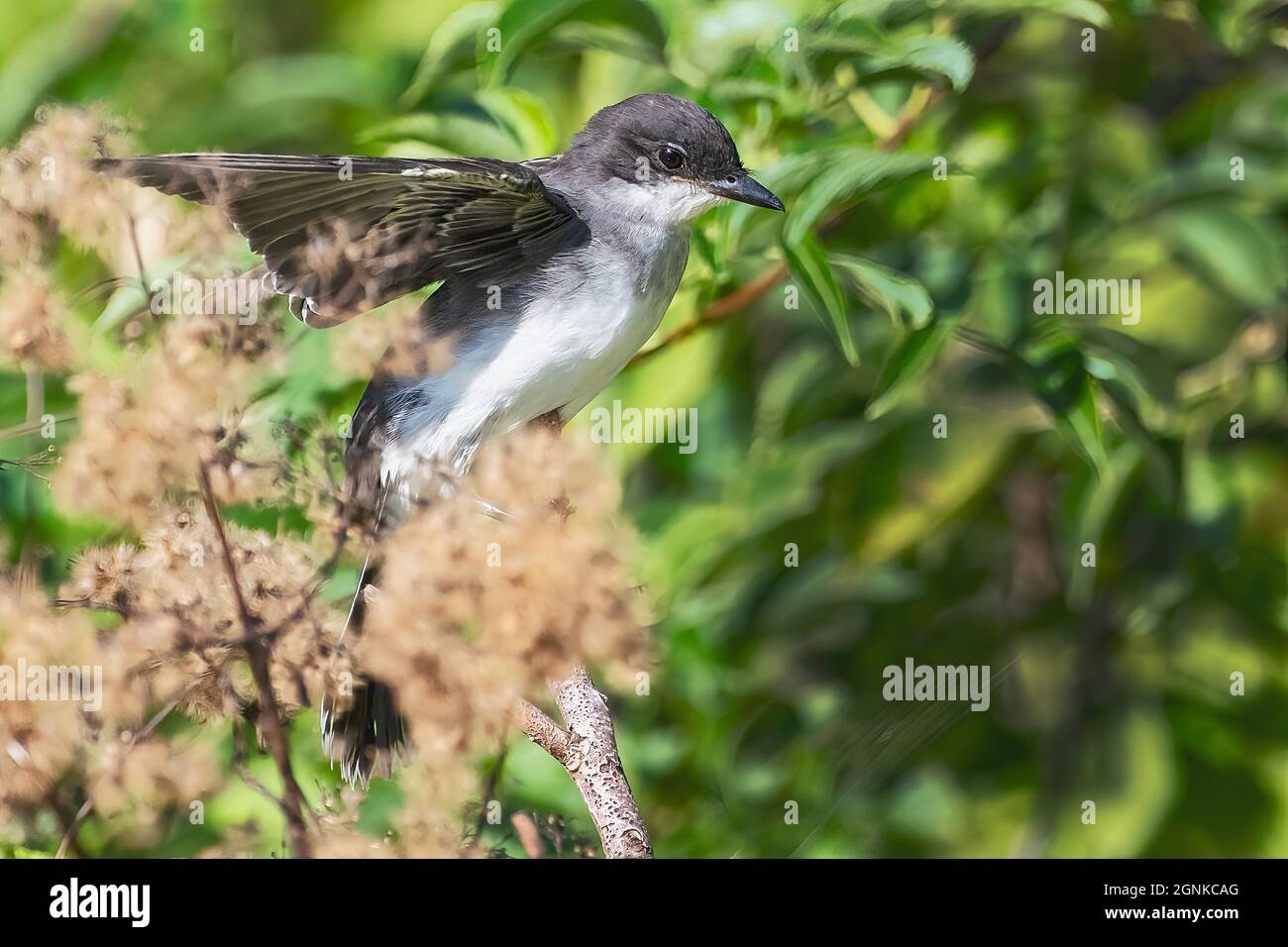 Kingbird hi-res stock photography and images - Alamy