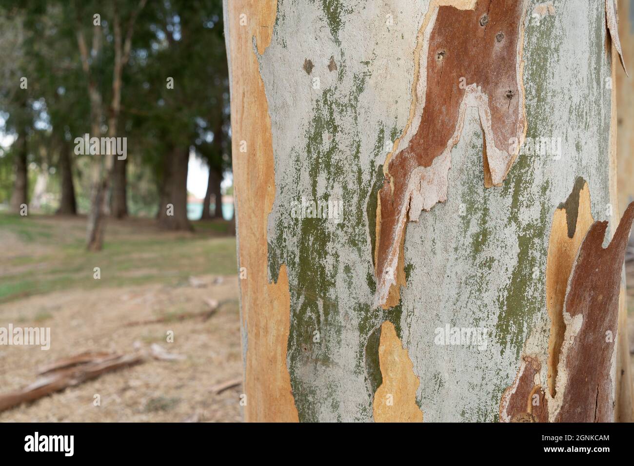 Texture of mature eucalyptus tree trunk Stock Photo - Alamy