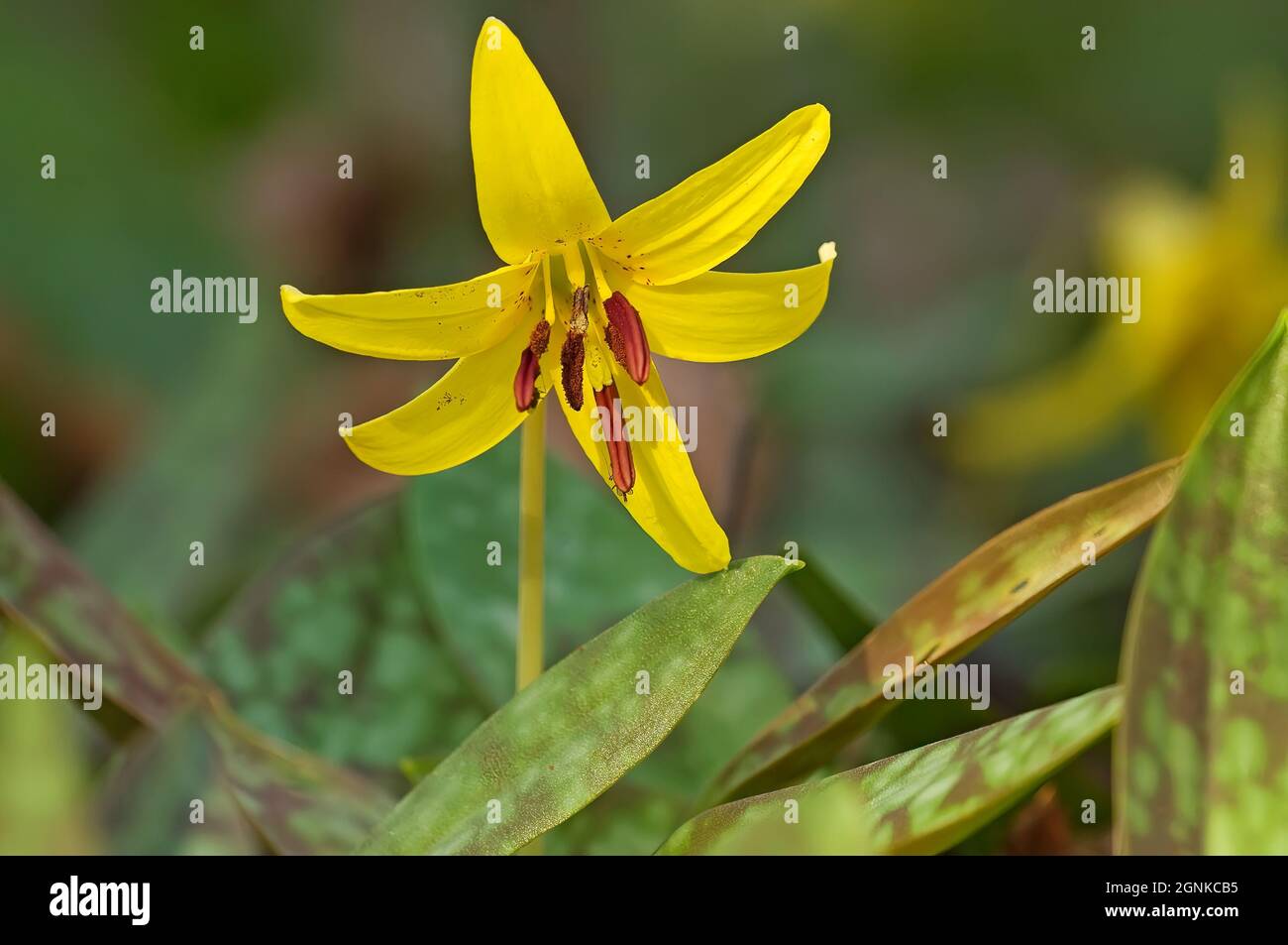 Trout lily hi-res stock photography and images - Alamy