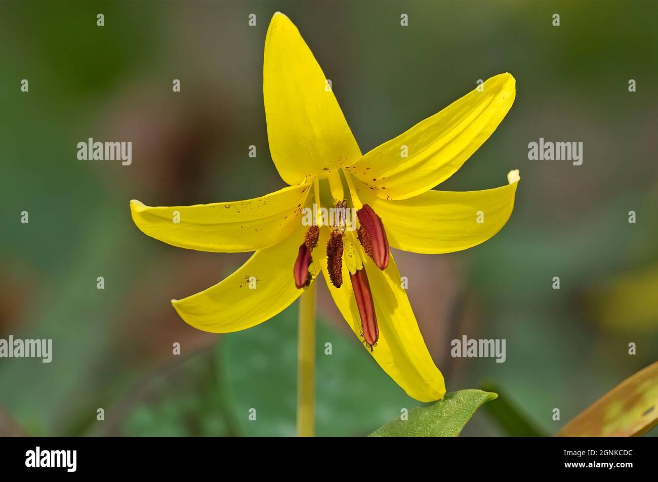 Native trout hi-res stock photography and images - Alamy