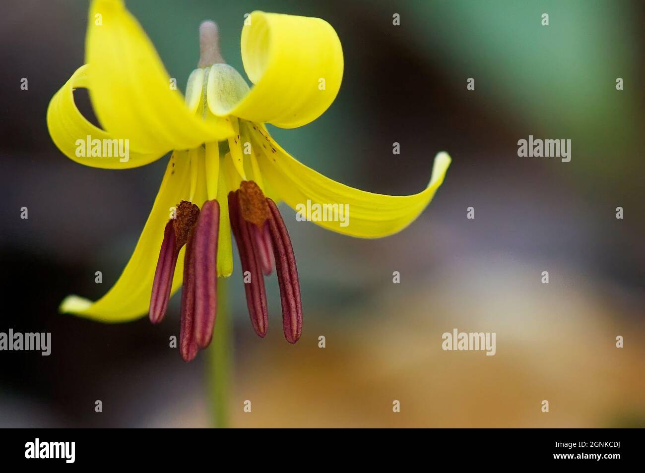Trout lily hi-res stock photography and images - Alamy