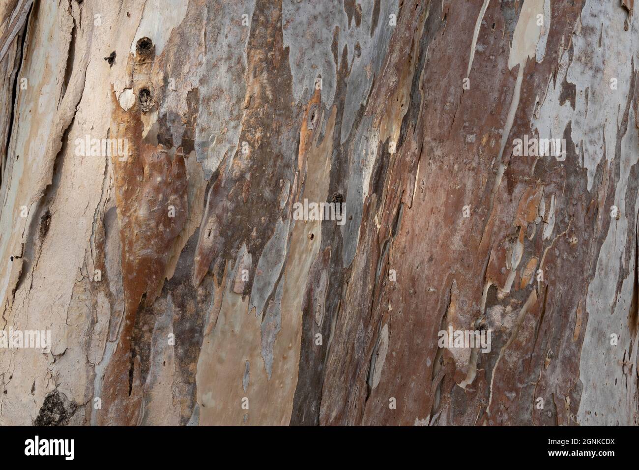 Texture of mature eucalyptus tree trunk Stock Photo - Alamy