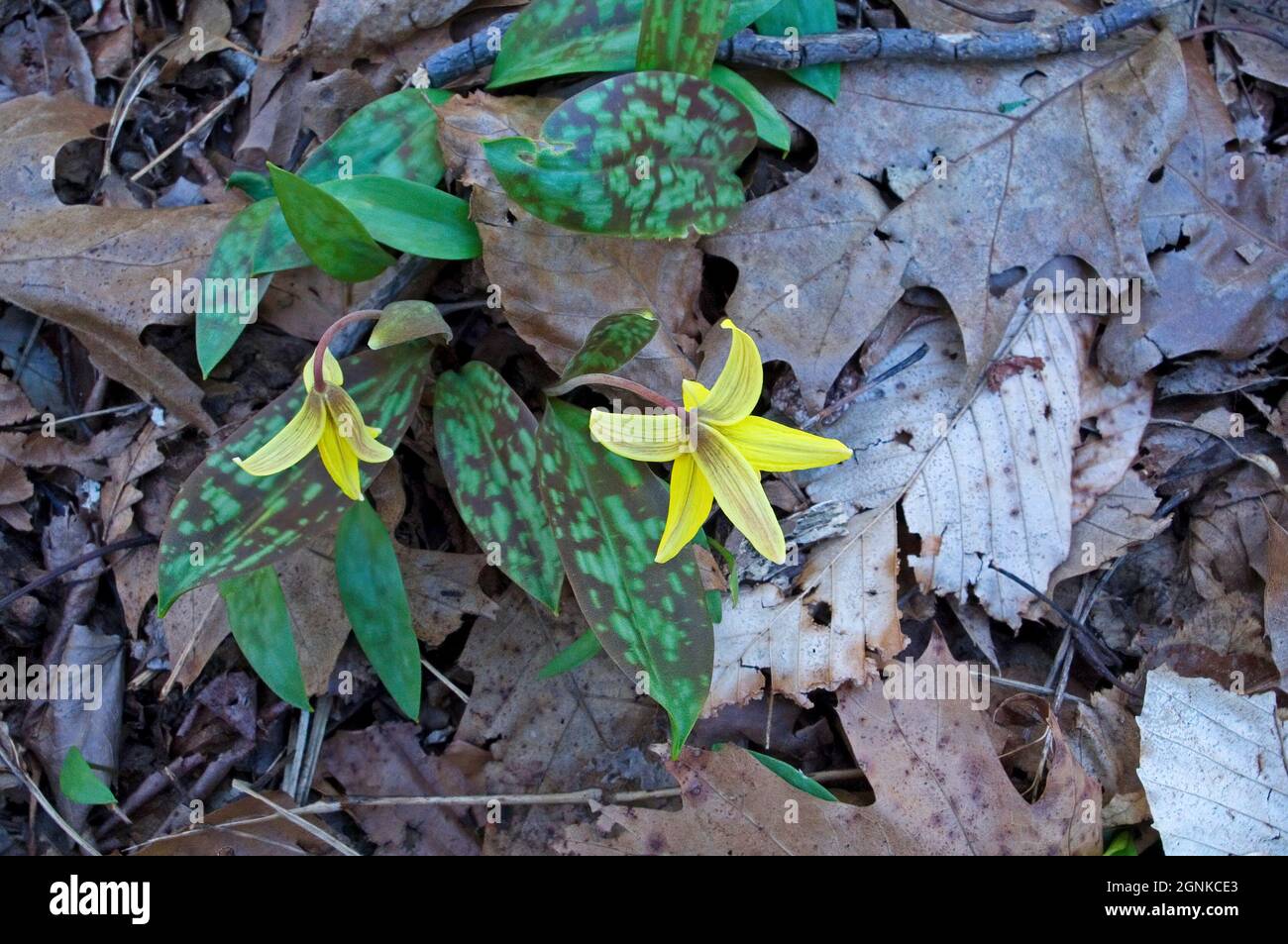 Trout lilies hi-res stock photography and images - Alamy