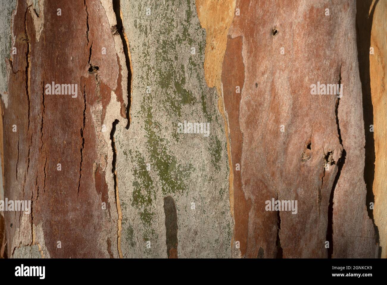 Texture of mature eucalyptus tree trunk Stock Photo - Alamy