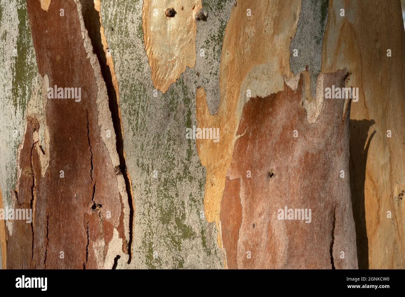 Texture of mature eucalyptus tree trunk Stock Photo - Alamy