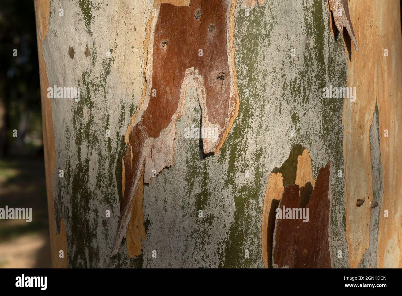 Texture of mature eucalyptus tree trunk Stock Photo - Alamy