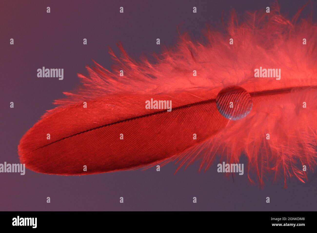 Red feather with single raindrop Stock Photo - Alamy