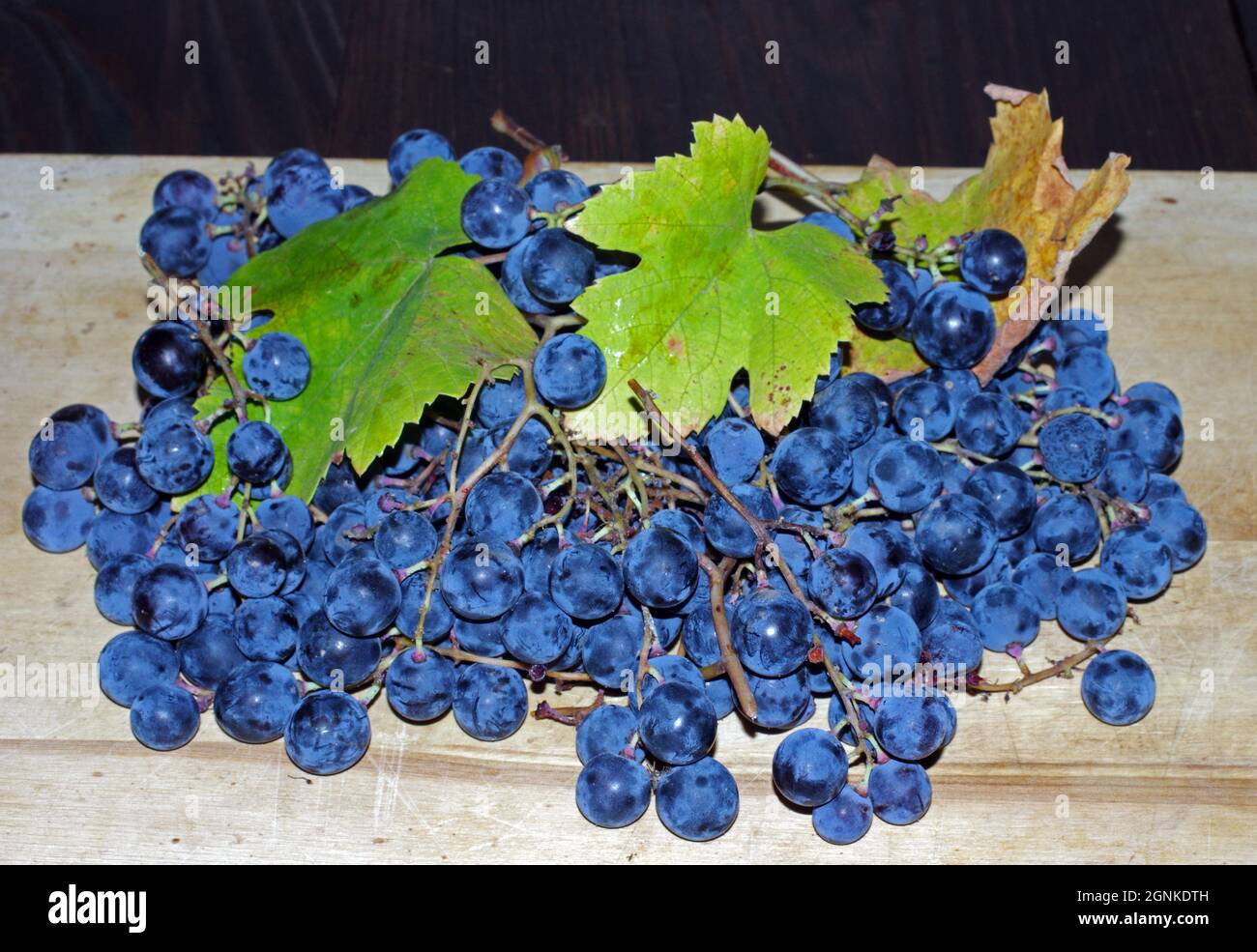 Grape gathering hi-res stock photography and images - Alamy