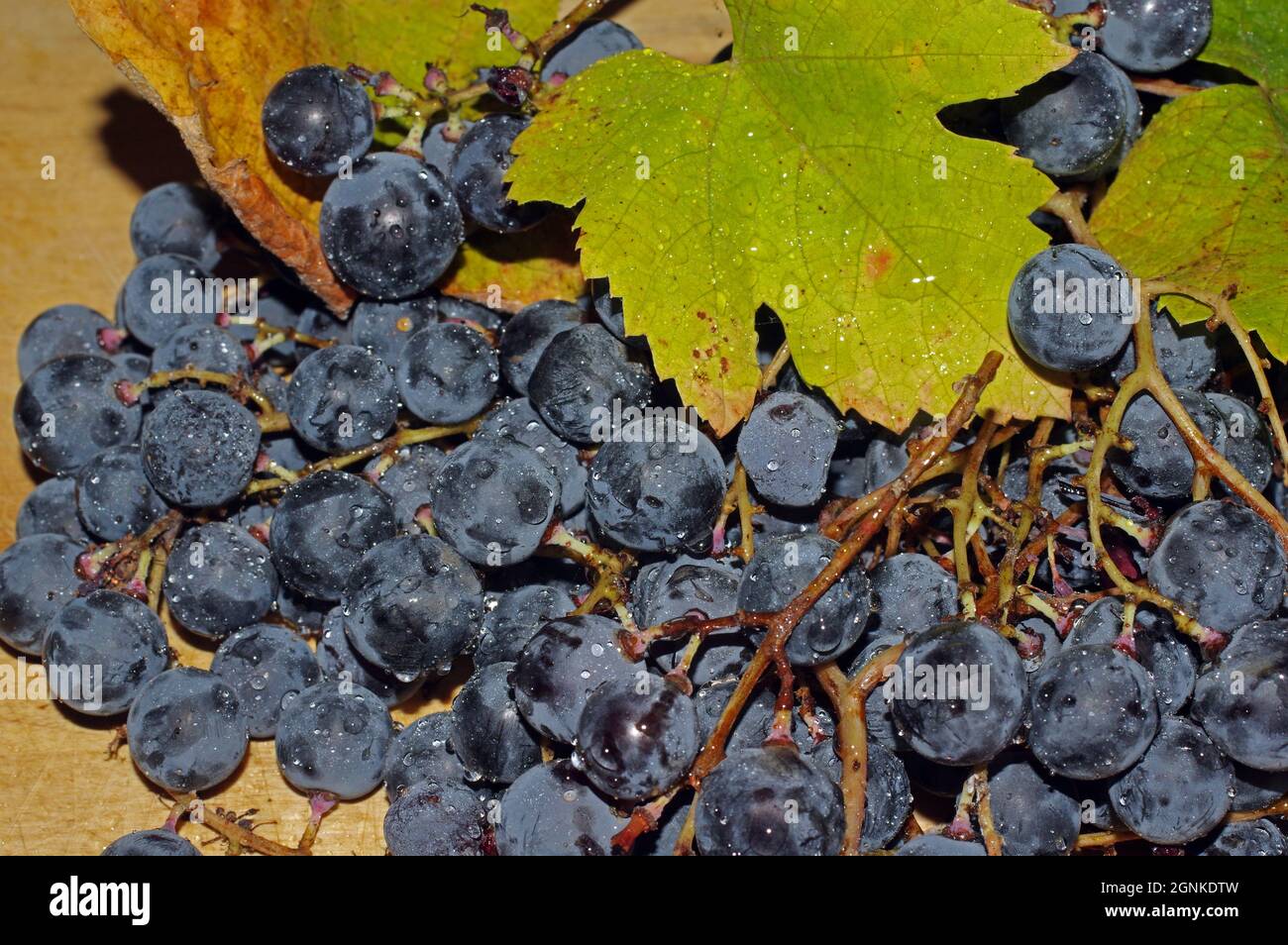 Grape gathering hi-res stock photography and images - Alamy