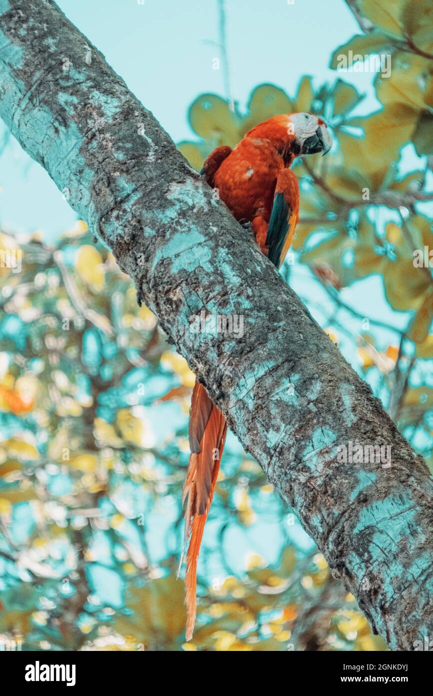 red ara bird Stock Photo - Alamy