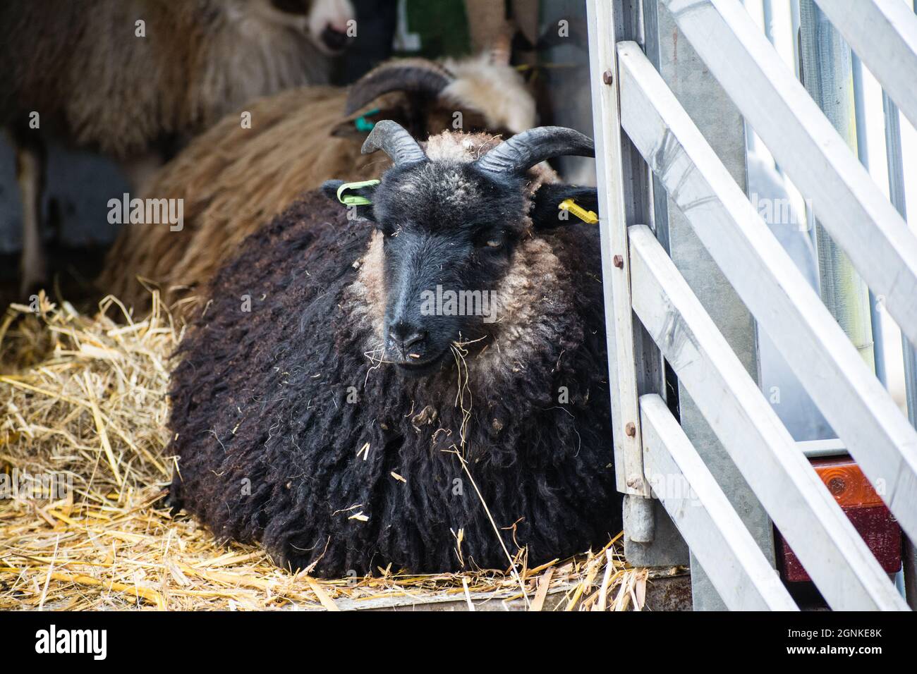 The annually Sheep Drive over the River Thames 2021 at Southwark bridge ...