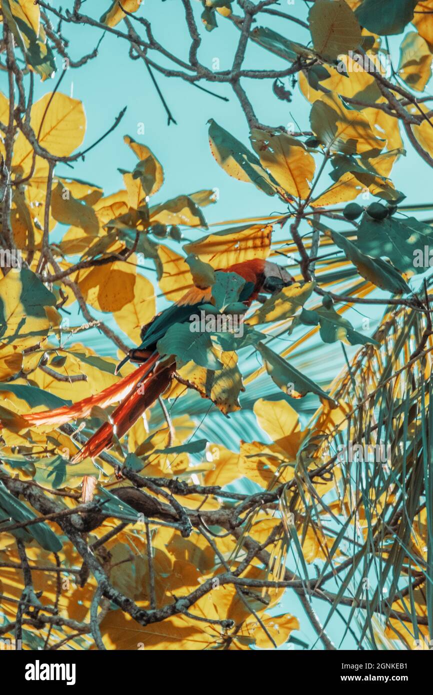 red ara bird Stock Photo - Alamy