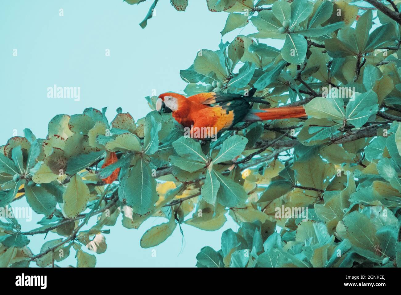 red ara bird Stock Photo - Alamy
