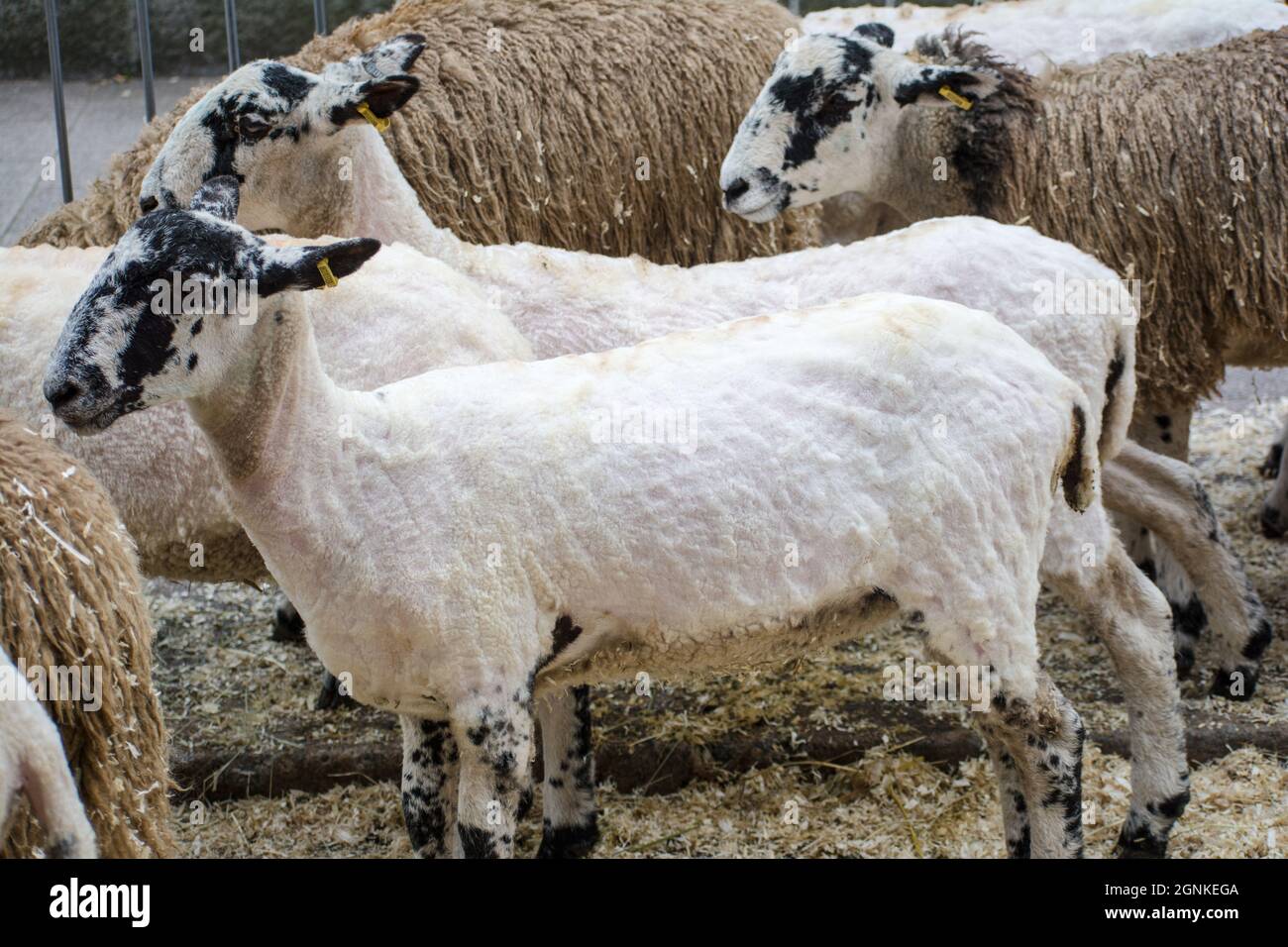The annually Sheep Drive over the River Thames 2021 at Southwark bridge ...