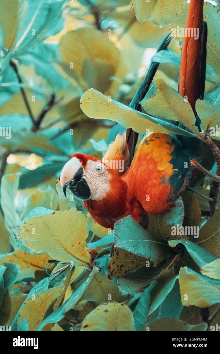 red ara bird Stock Photo - Alamy