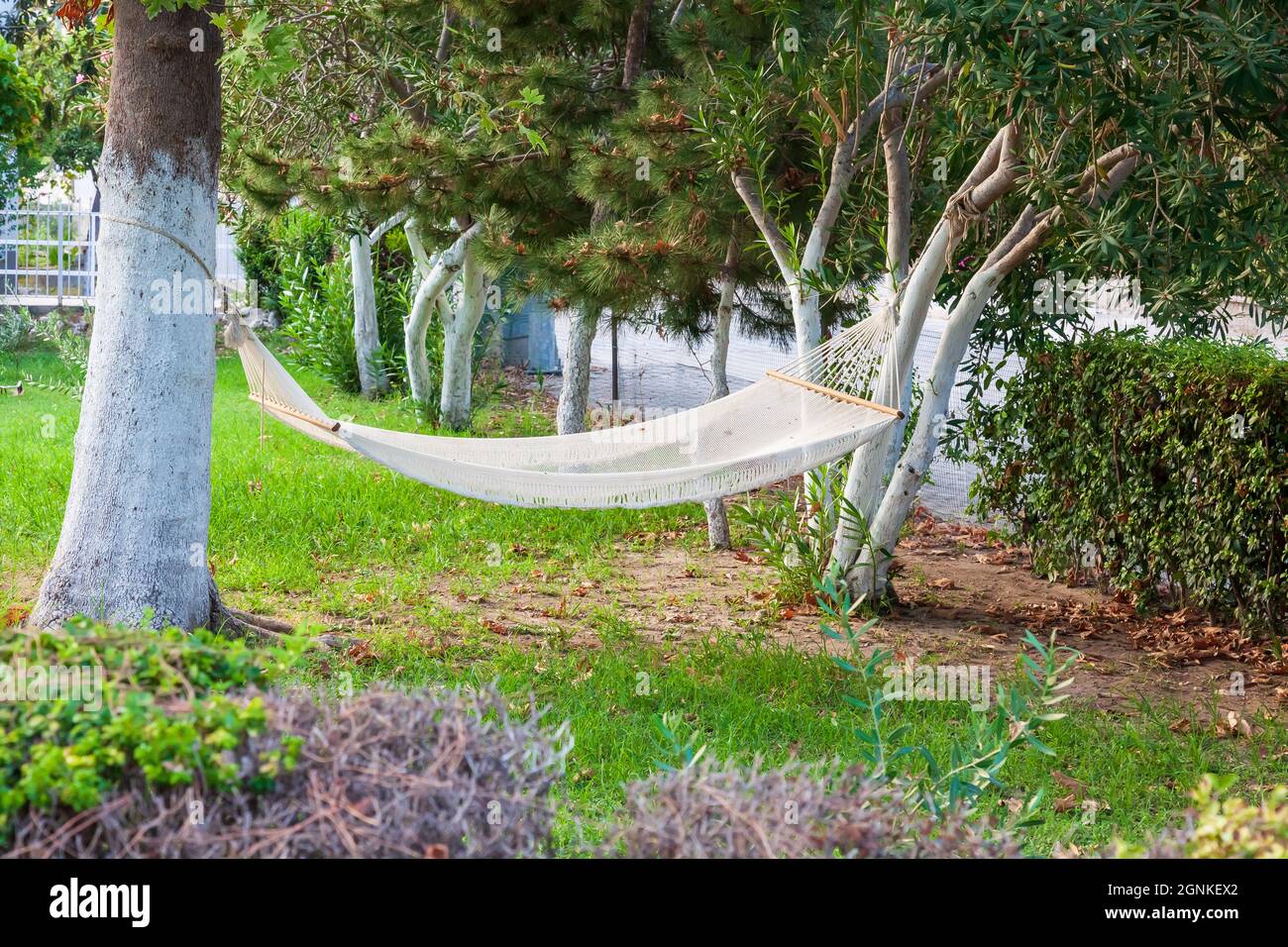 Perfect private garden, with empty hammocks under the shadow of trees ...