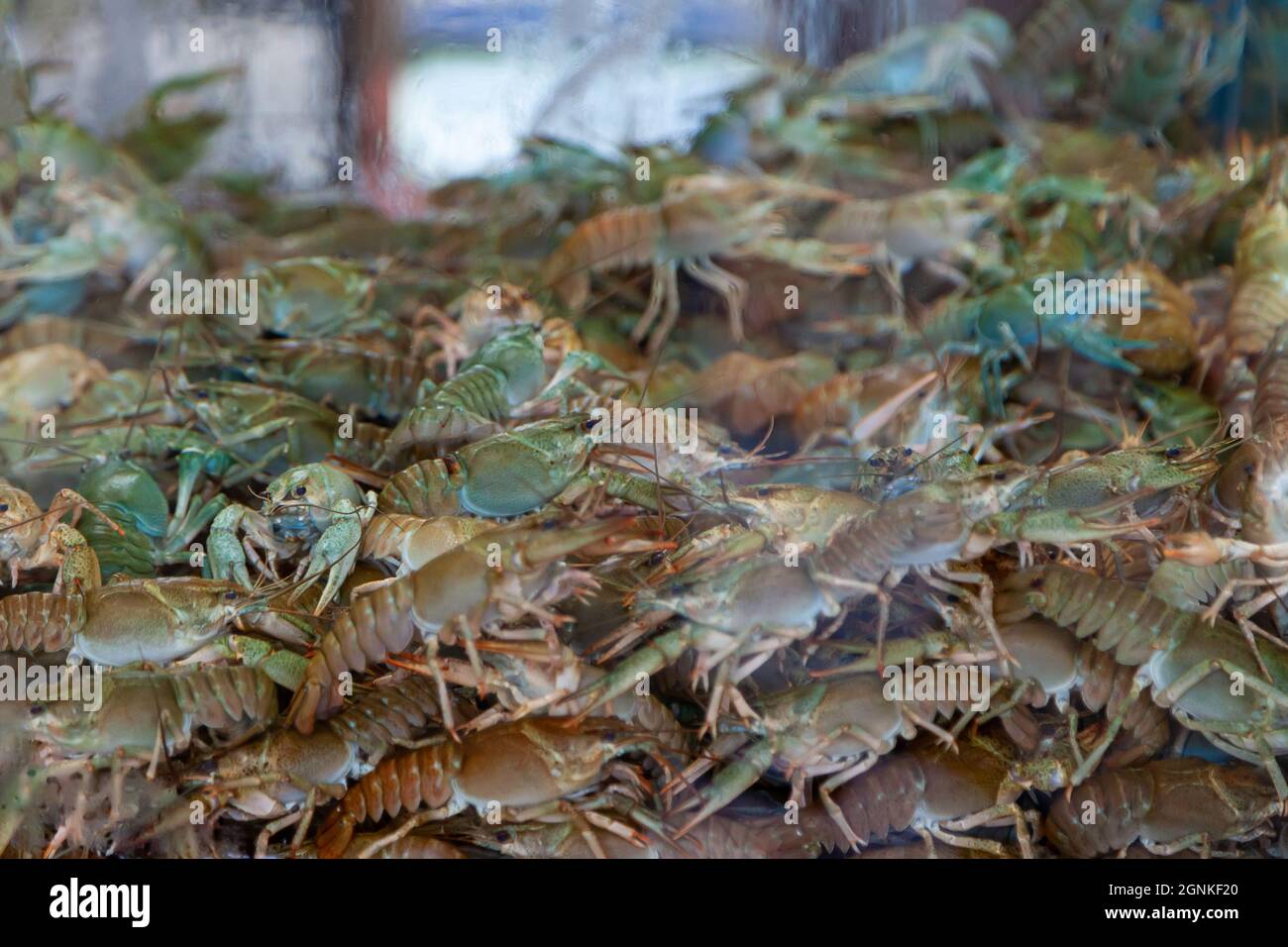 Fresh crayfish on display in a supermarket. River food on sale Stock ...