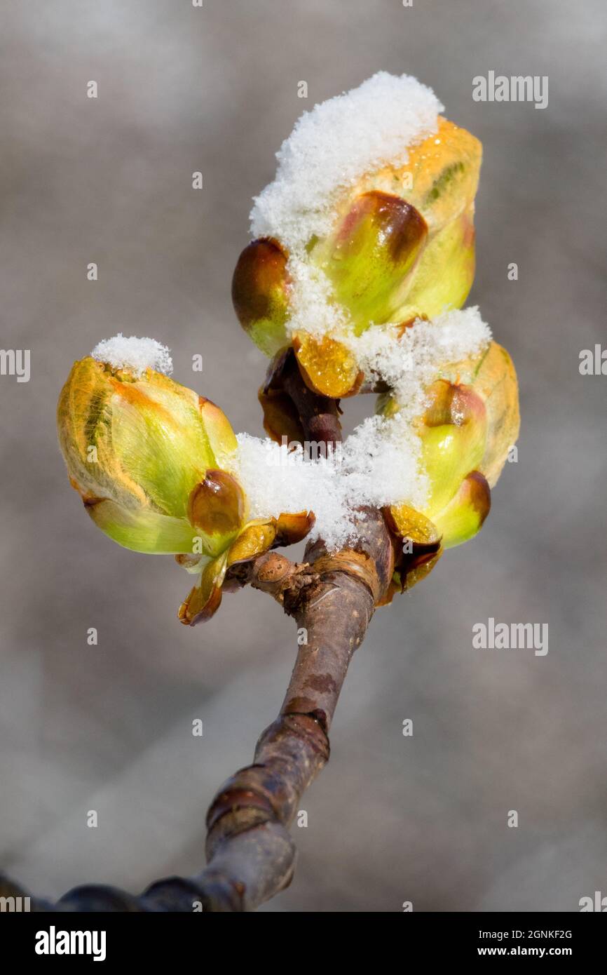 Horse Chestnut snow bud Stock Photo - Alamy