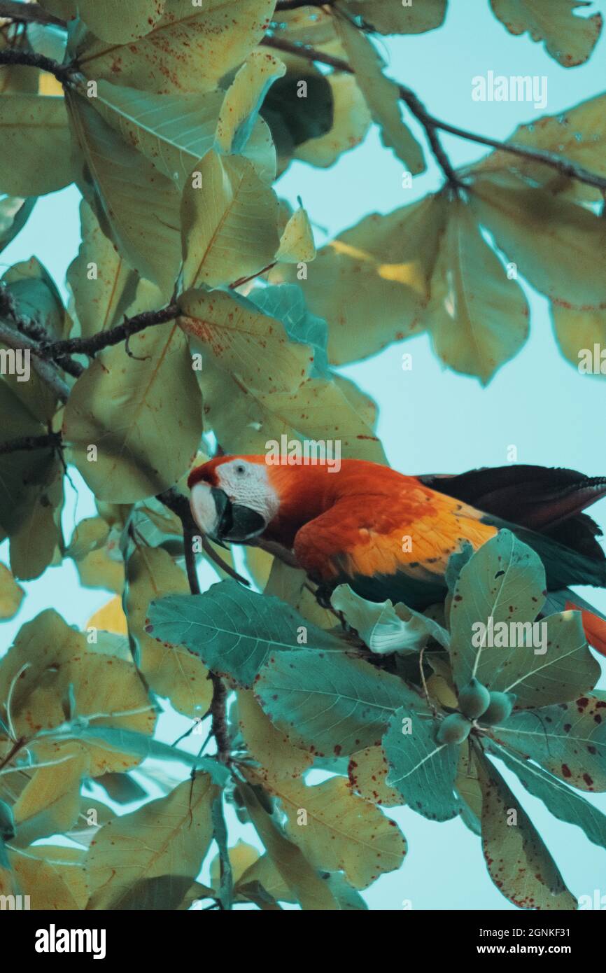 red ara bird Stock Photo - Alamy