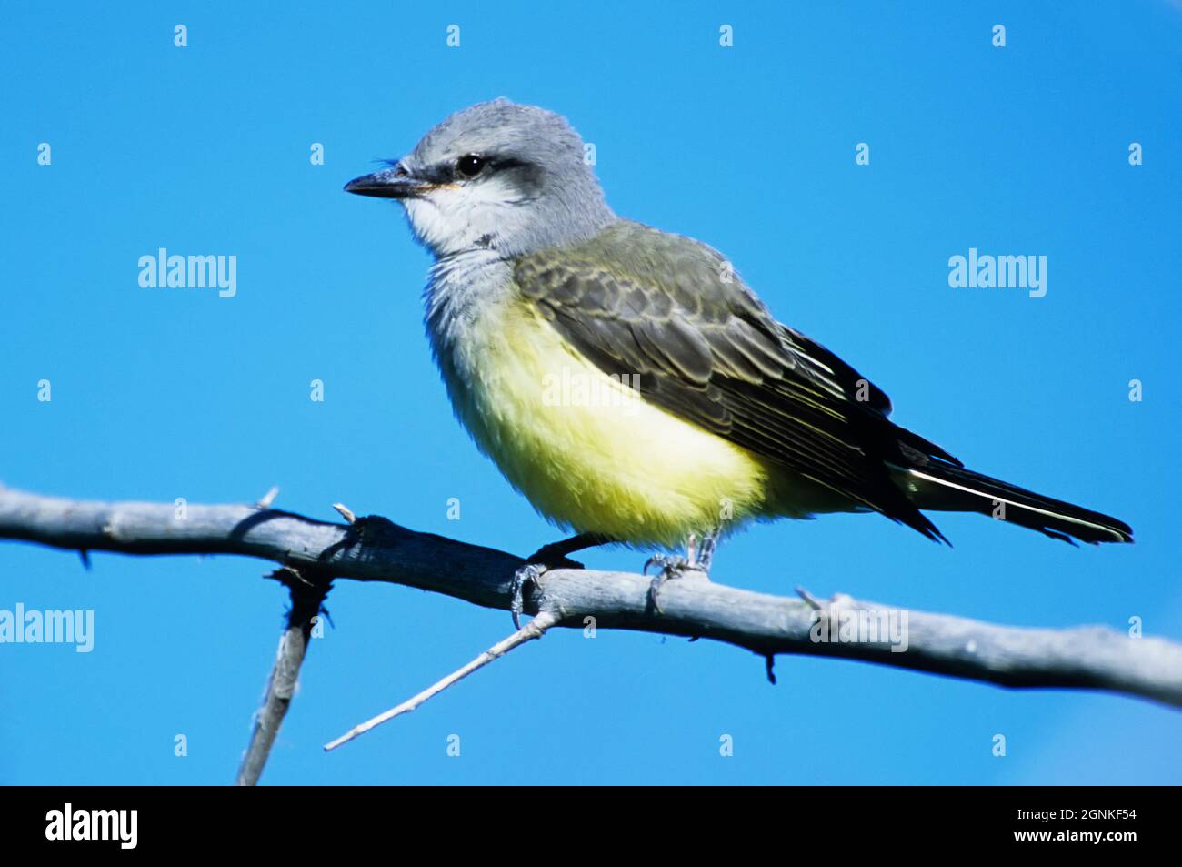 Western kingbirds hi-res stock photography and images - Alamy
