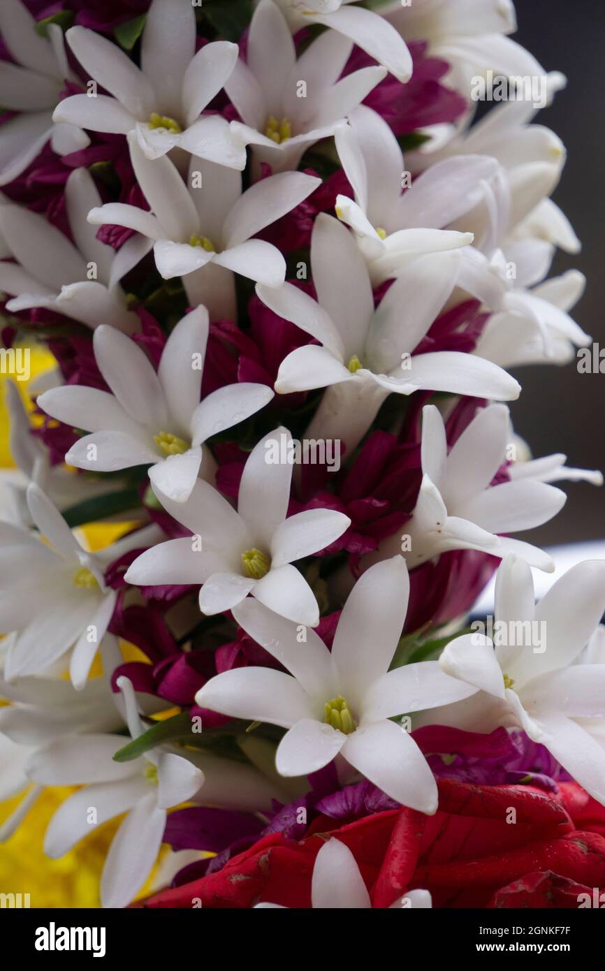 Rajanigandha flower or Tuberose, Agave amica, Satara, Maharashtra ...