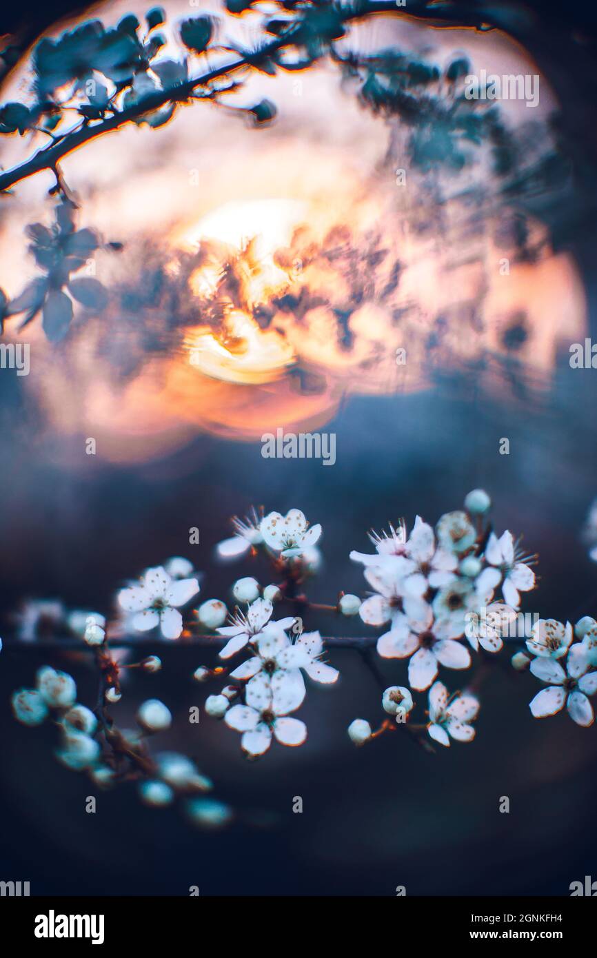 A closeup shot of a beautiful blossomed cherry tree was a beautiful ...