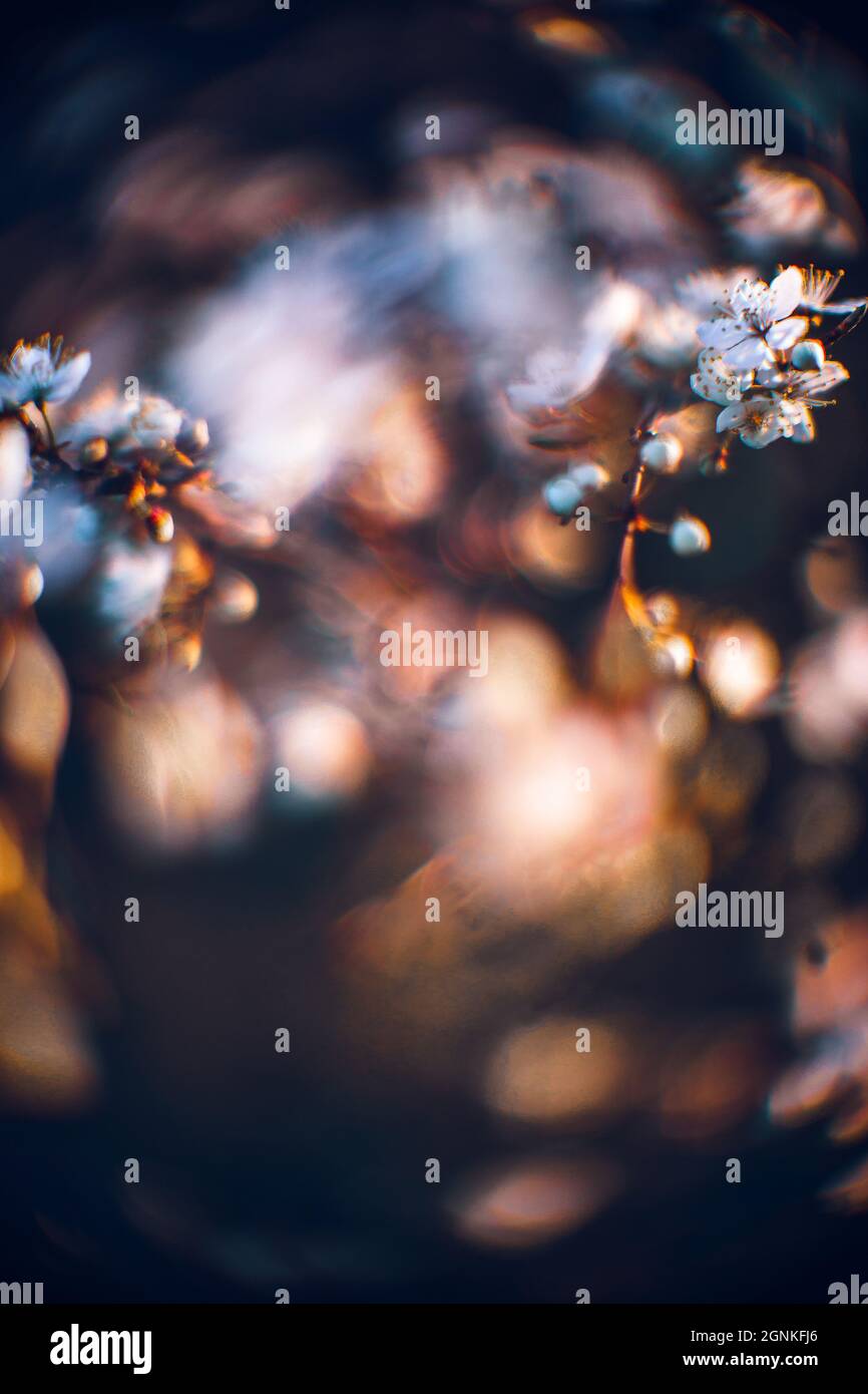 A closeup shot of a beautiful blossomed cherry tree was a beautiful ...