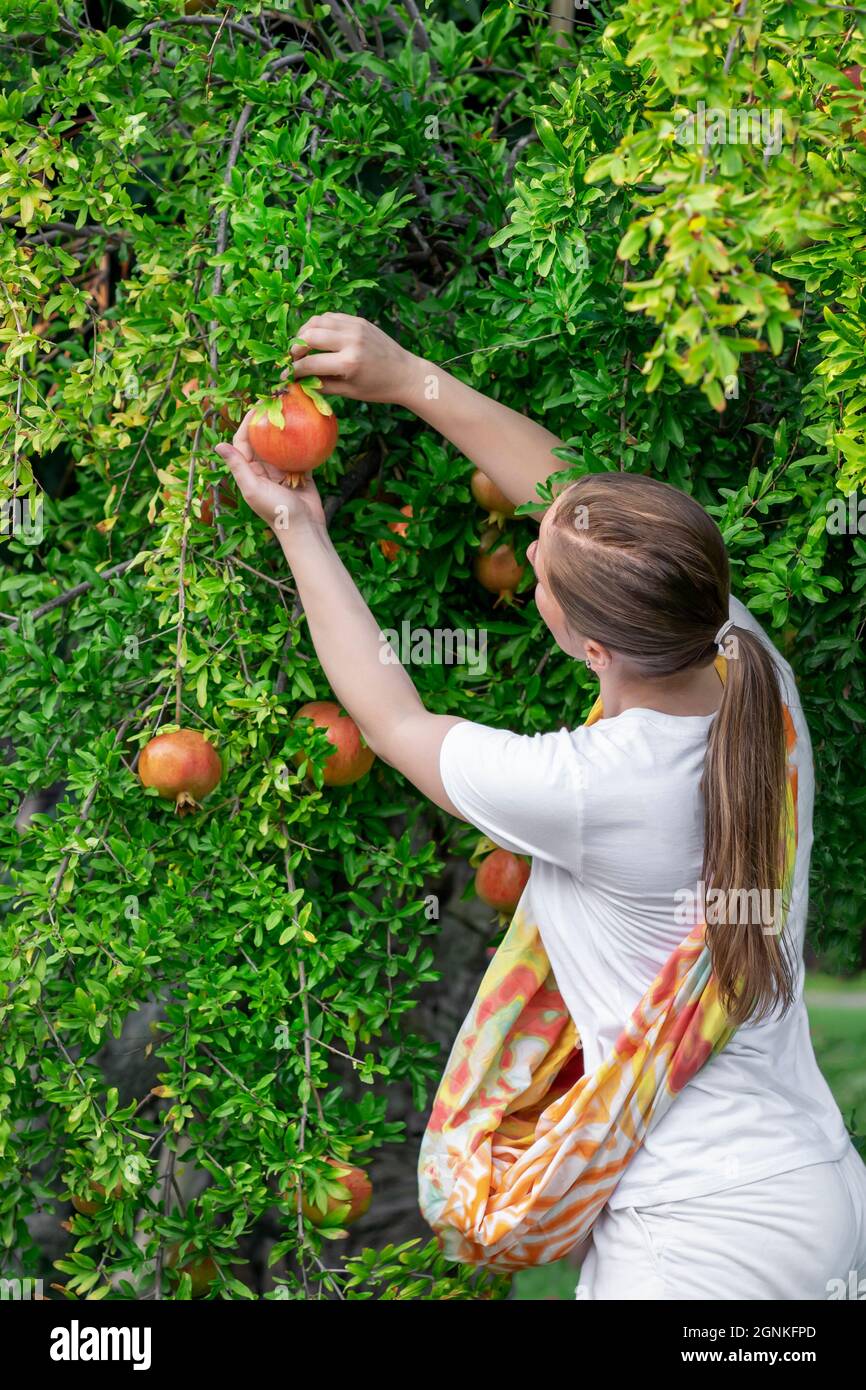 Woman collects fruits hi-res stock photography and images - Alamy