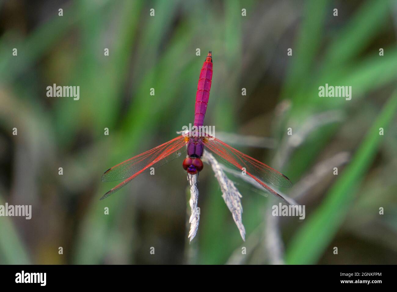 Neon skimmer, Libellula croceipennis, Satara, Maharashtra, India Stock ...