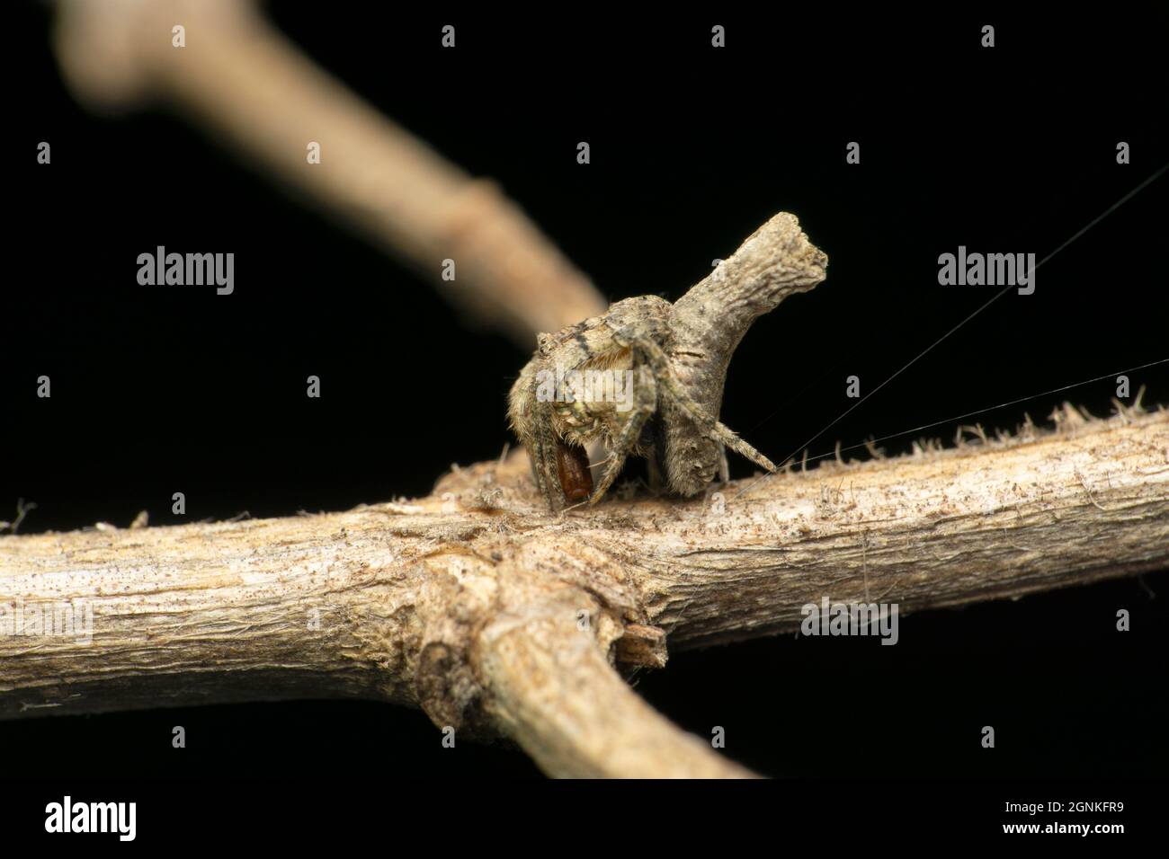 Orb weaver spider, poltys illepidus, Satara, Maharashtra, India Stock ...