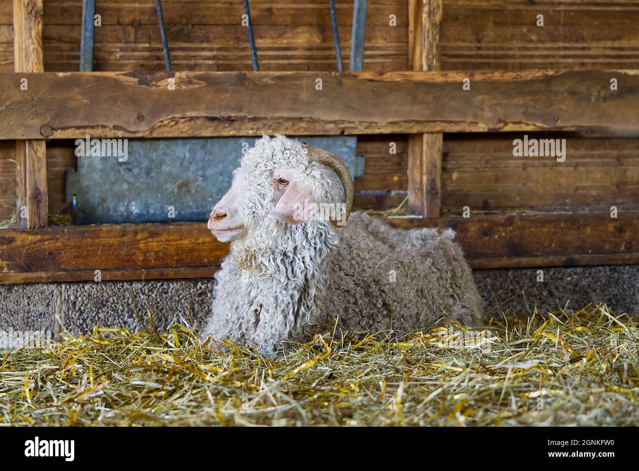 White goat in the barn. Domestic goats in the farm. Cute an angora wool ...