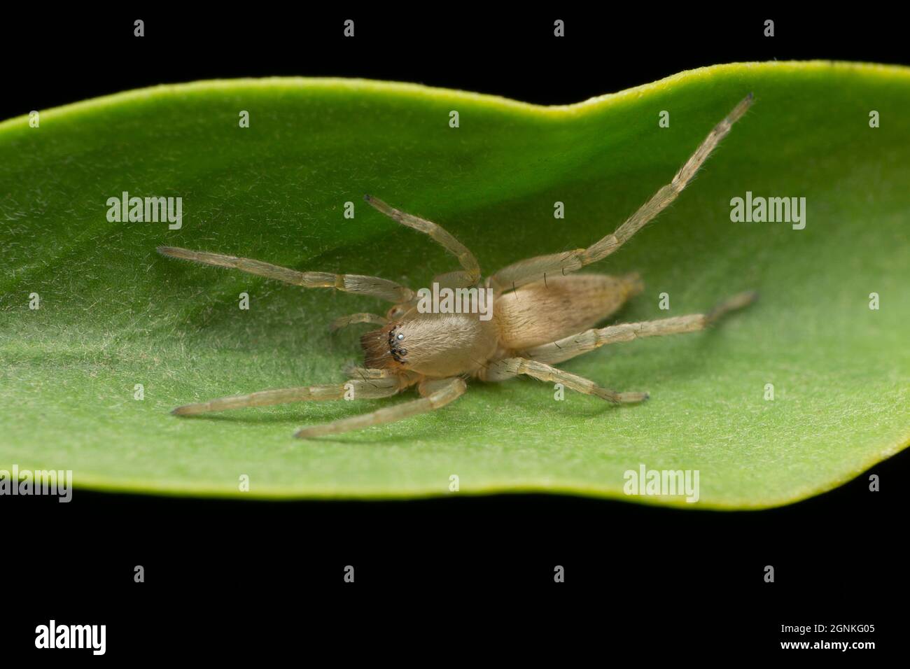 Fovéa hi-res stock photography and images - Alamy