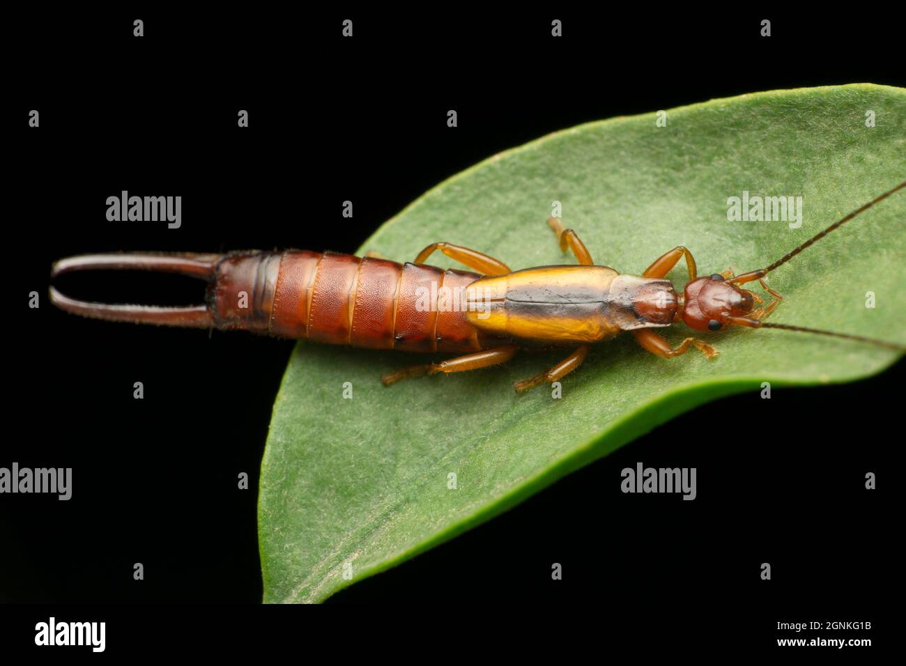 Female common earwig, Forficula auricularia, Satara, Maharashtra, India ...