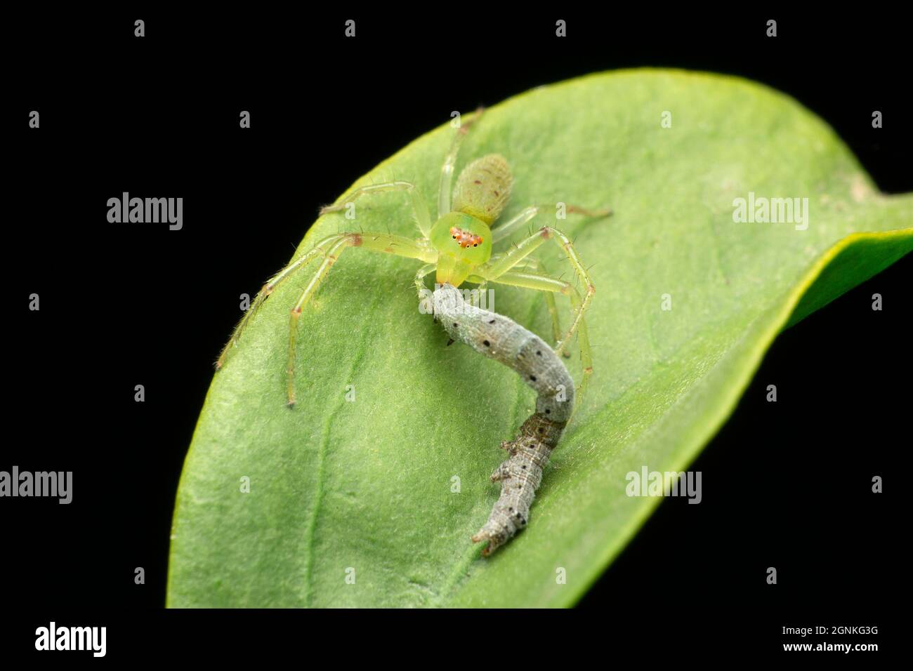 Green crab spider, Oxytate species, Satara, Maharashtra, India Stock ...