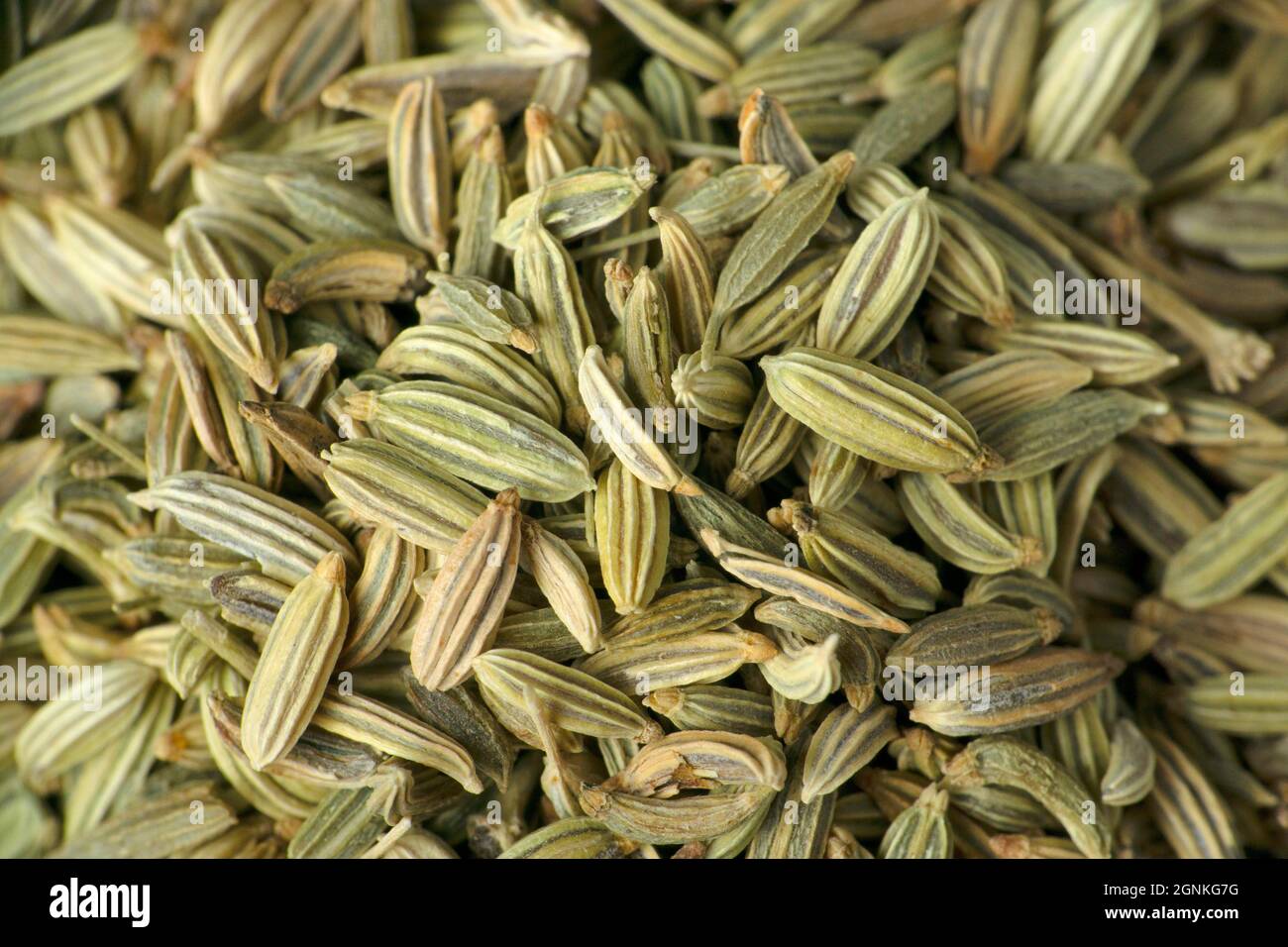 Large funnel fruit, Foeniculum vulgare, Satara, Maharashtra, India ...