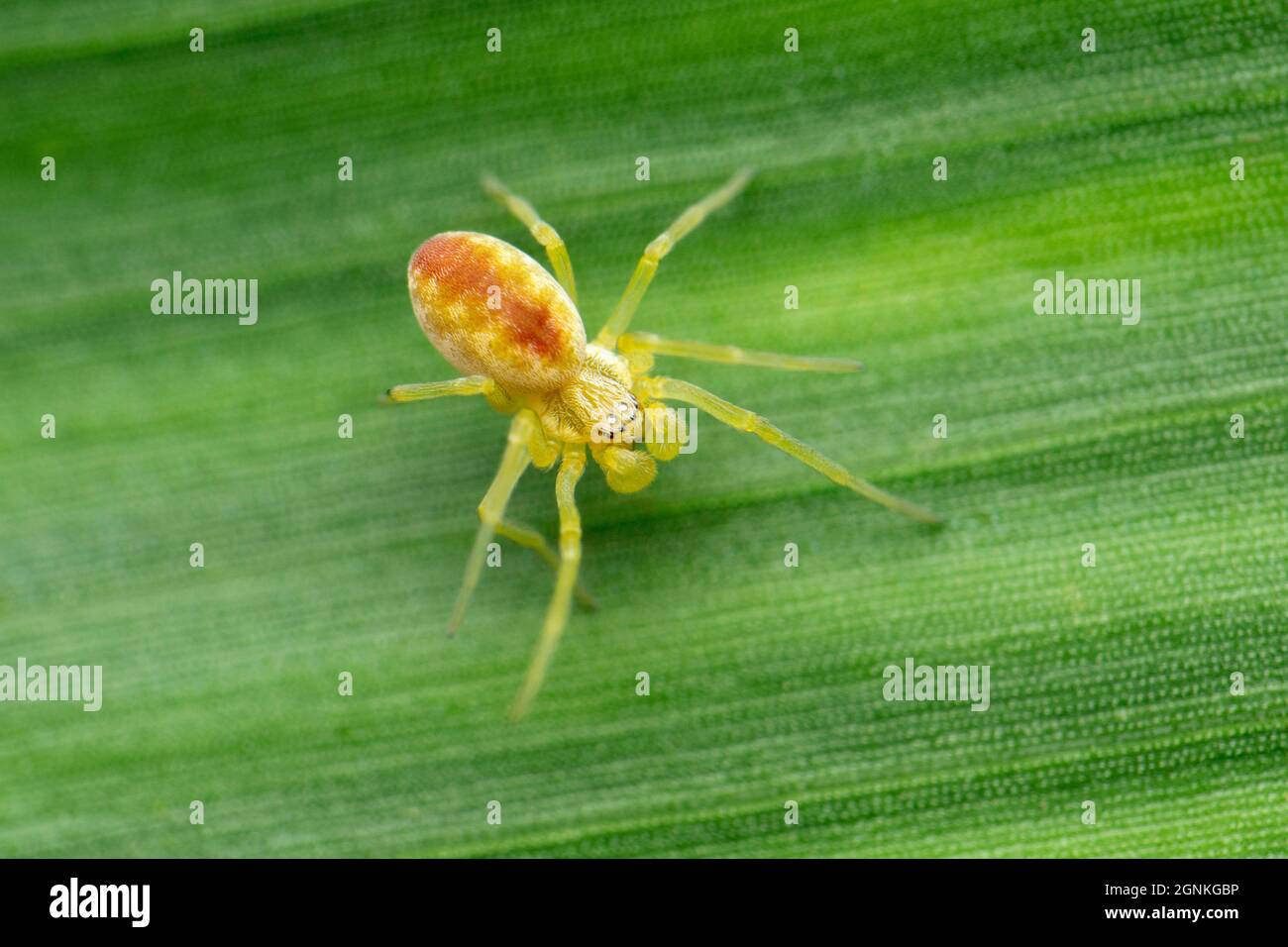 Hackled band producing spider, Dictyna arundinacea, Satara, Maharashtra ...